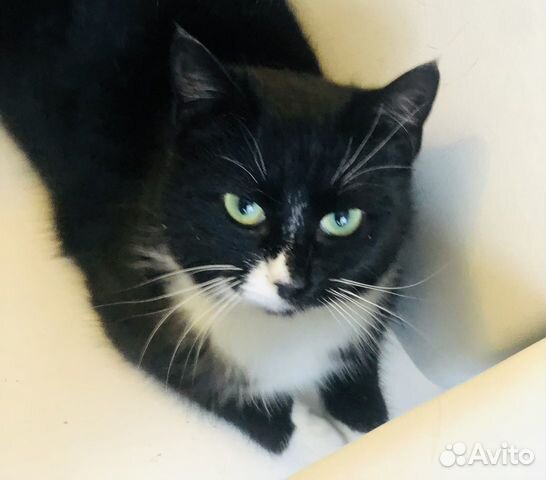 Котенок в добрые руки