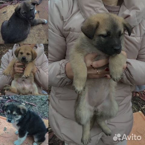 Рыжик лабрадор, чёрный носик ищут свою семью