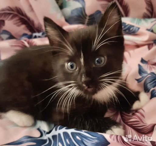 Котенок Чудо Природы Ищет маму и папу