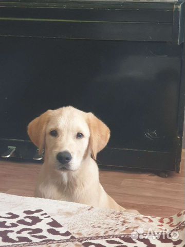 Лабрадор 9 месяцев