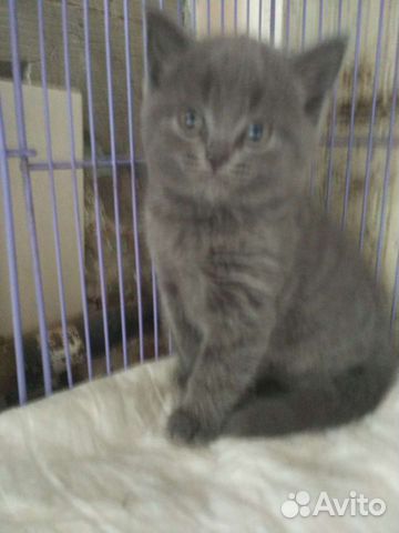 Британская