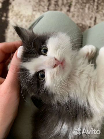 Котенок