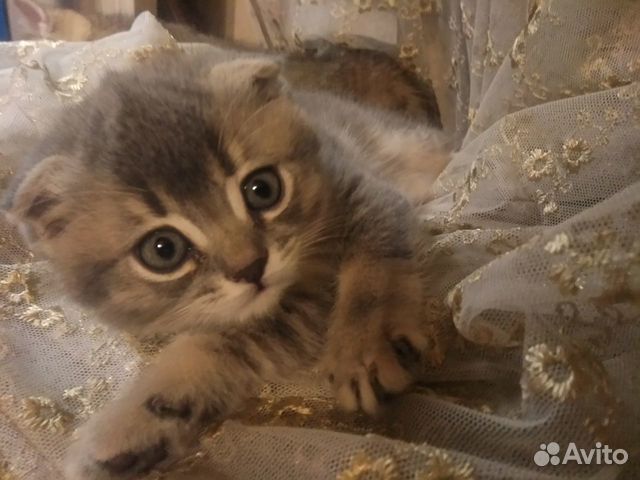 Британские котята