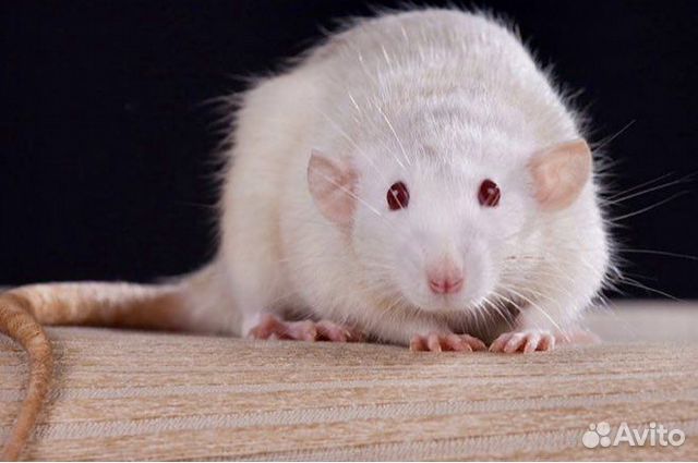 Крыса (белая с красными глазами)