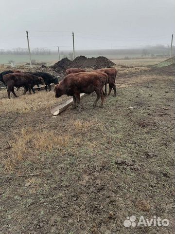 Молодые бычки