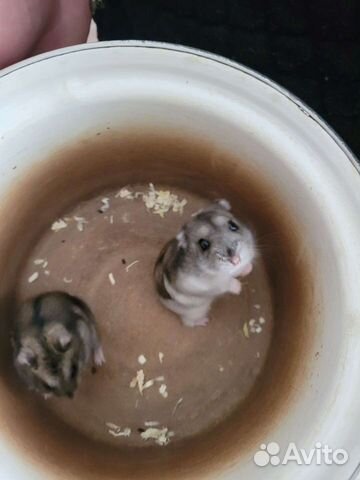 Джунгарский хомяк бесплатно