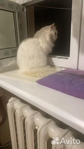 Кот - красавчик