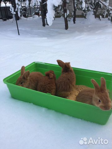 Кролики бургундские