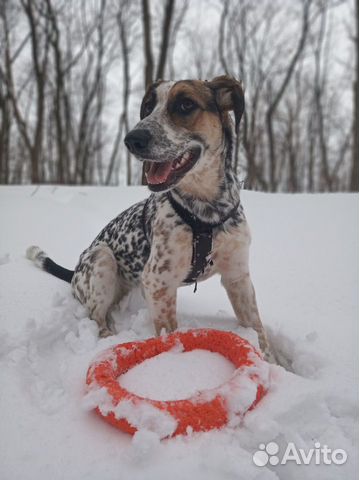 Собака Красно-крапчатый кунхаунд