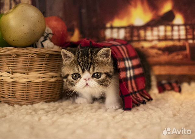 Экзотический Кирюша