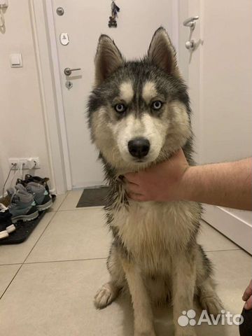 Найден сибирский хаски или маламут