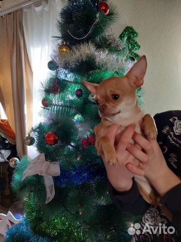 Девочка чихуахуа