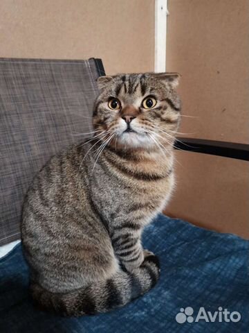 Шотландский кот 1 год
