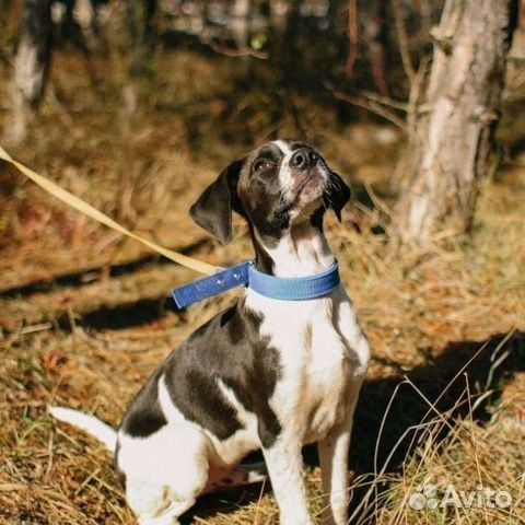 Щенок ищет дом