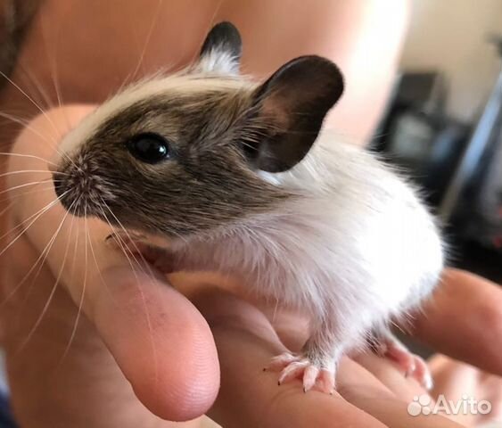 Белки дегу (питомец / животное / грызун )