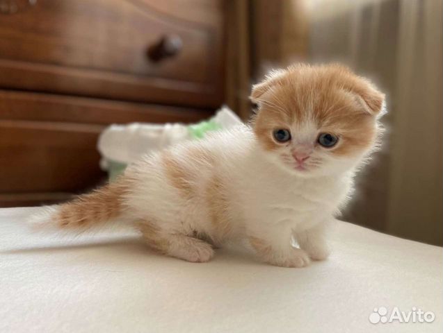 Малыш манчкин (скоттиш Килт фолд)