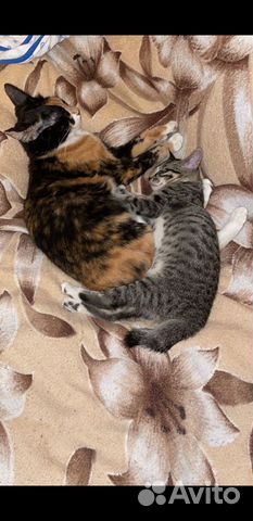Кошка
