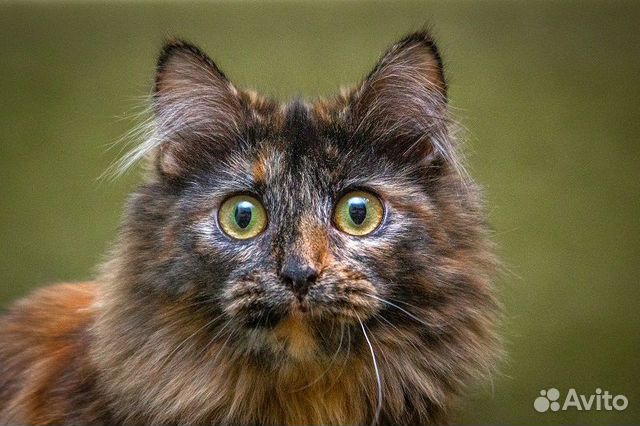 Кошечка Тутси ищет родителей В любящие руки