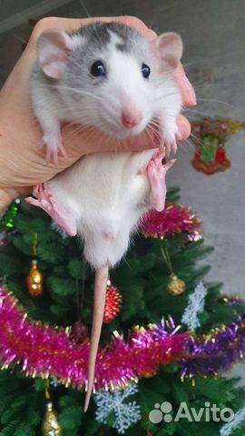 2 брата крыса Реми и Эмиль (2 мес),отдам в добрые