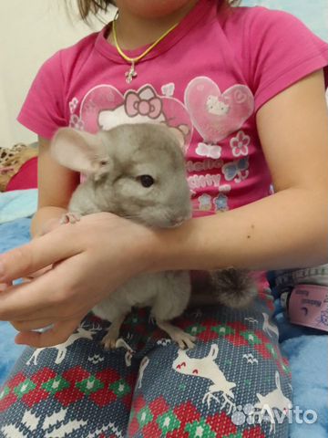 Шиншилла пастэль