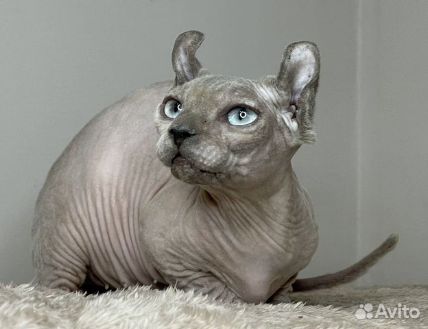 Кошка двэльф