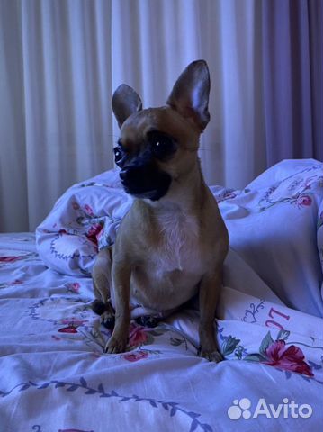 Вязка той-терьер