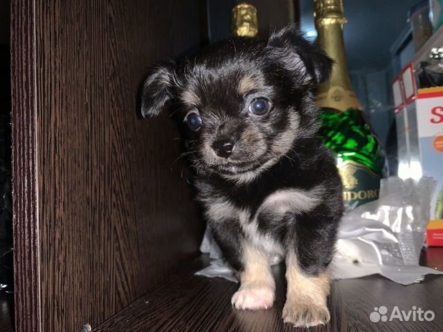 Чихуахуа мальчик мини