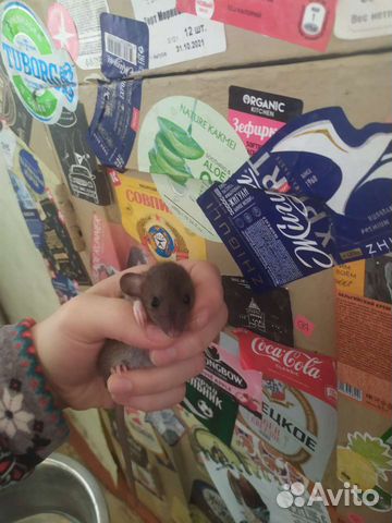 Крысëнок дамбо