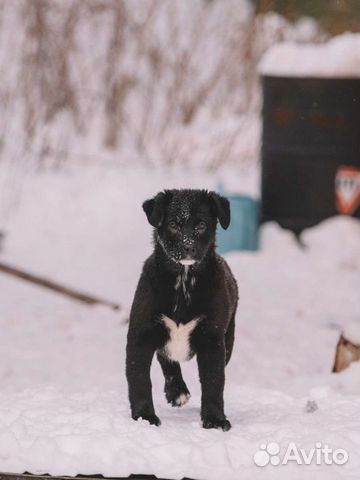 Щенок ищет хозяина