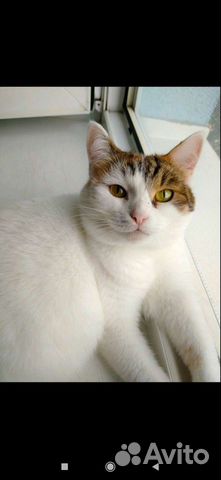 Кошка Глаша