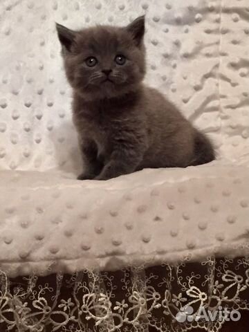 Котята британцы
