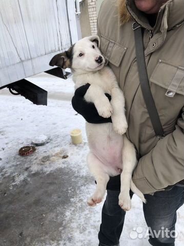 Белоснежка в дар