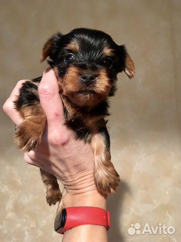 Йоркширский терьер щенки