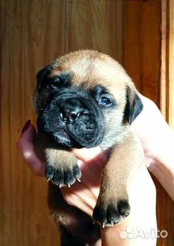 Бульмастиф рыжий мальчик