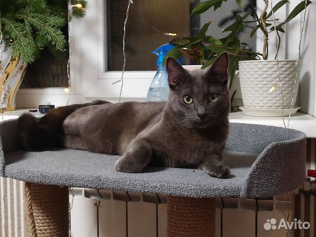 Котик в добрые руки