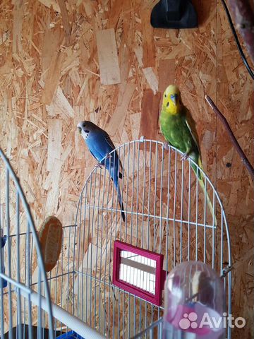 Волнистый попугай с клеткой бесплатно