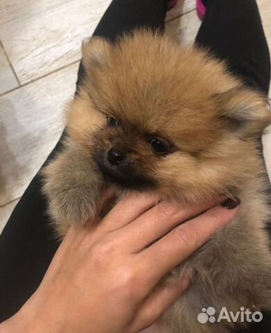 Померанский Шпиц мини