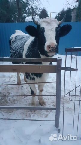 Продаю телку