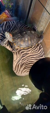 Красноухая черепаха бесплатно