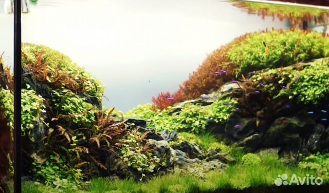 Аквариумные растения.Аквалеон