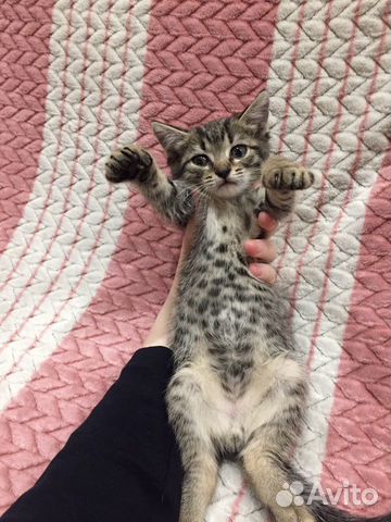 Котенок бенгал