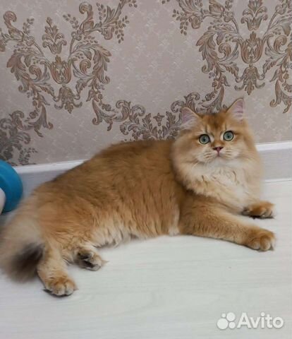 Британская золотая шиншилла