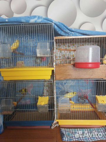 Канарейки овсяночного напева