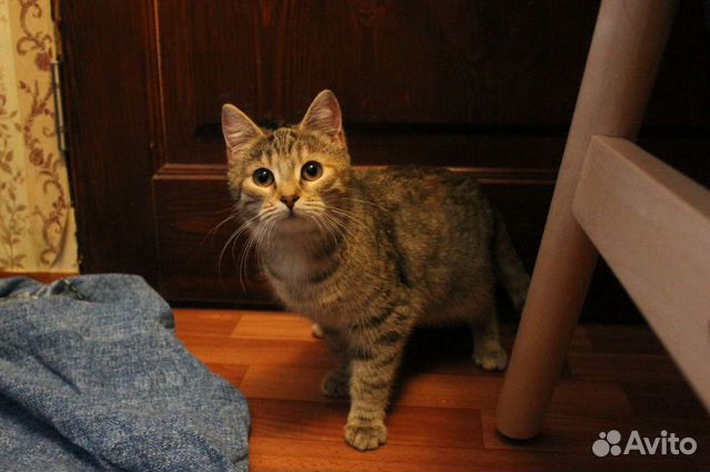 Котёнок тигристый