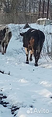 Айширская корова