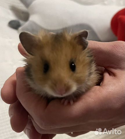 Сирийский хомяк