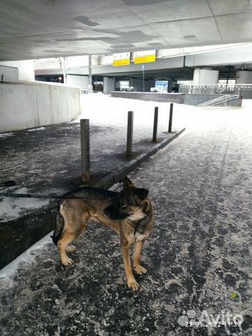 Найдена собака у метро Тульская