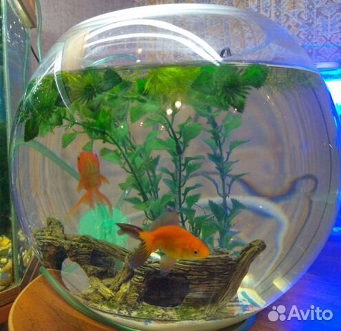 Аквариум с золотыми рыбками