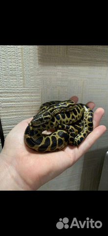 Змея Парагвайская анаконда