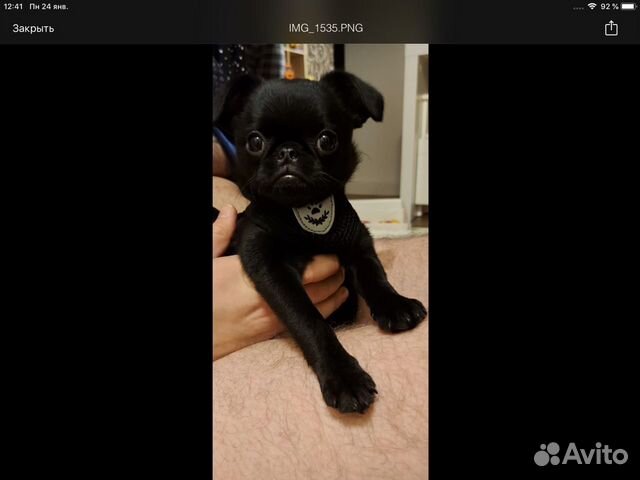 Щенки пти брабансона